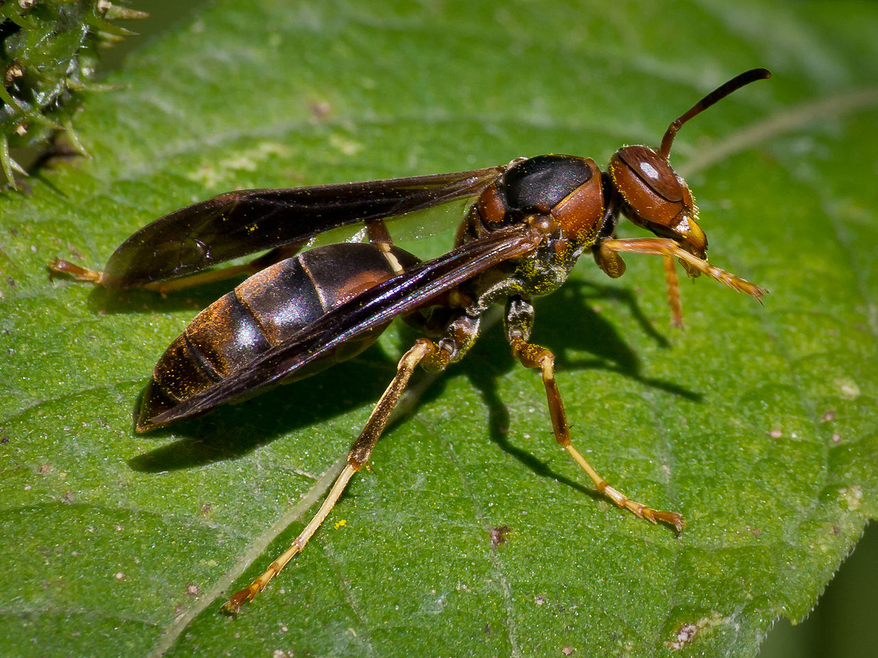 Killing Bees Or Wasps Essential Info For Homeowners
